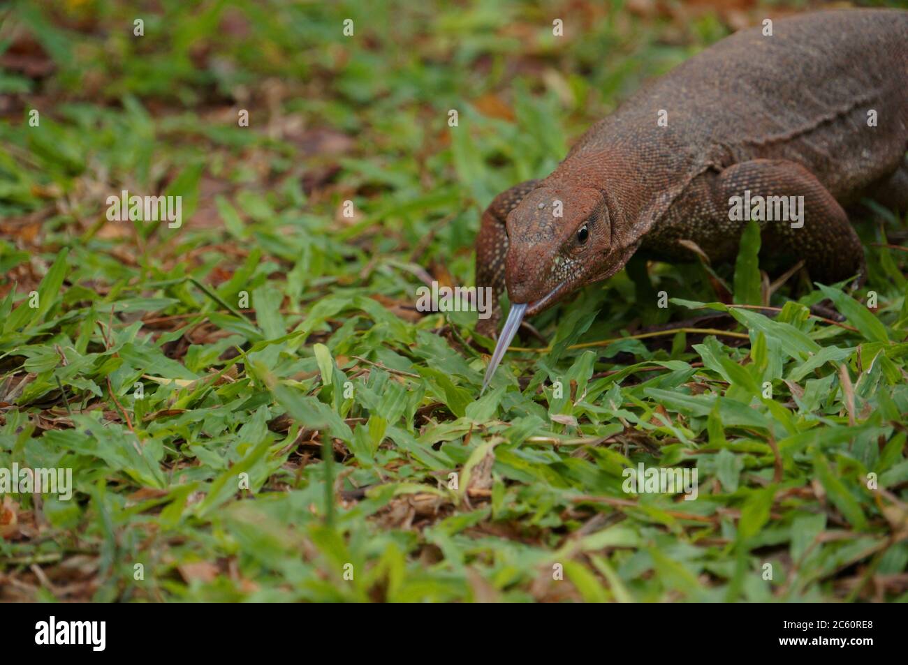 Asian water monitor Stock Photo - Alamy