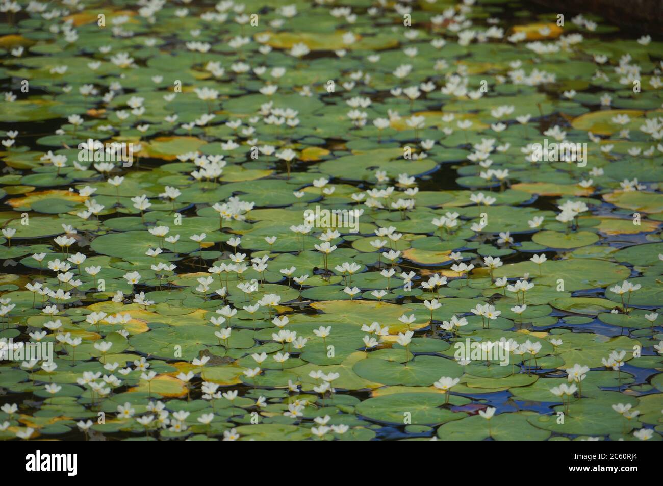 White water plants hi-res stock photography and images - Alamy