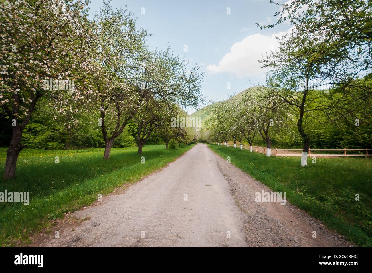 Apple trees along meadow hi-res stock photography and images - Alamy