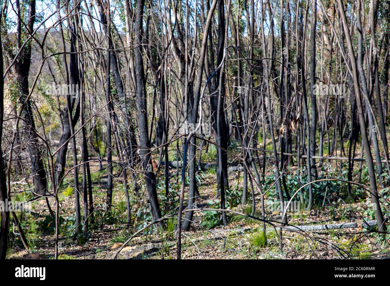 Australian 2020 bushfires damaged large parts of the blue mountains ...