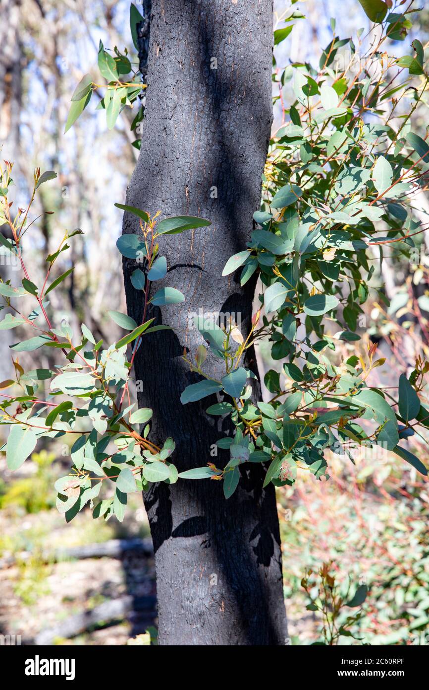Australian bush fires 2020 green shoots as plants recover and grow in ...