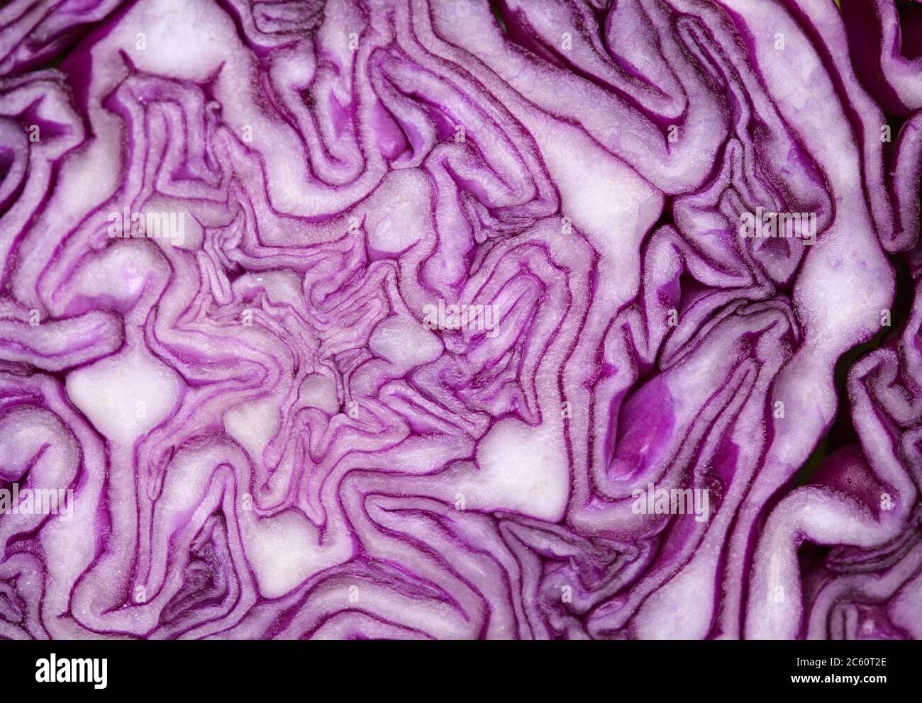 Red Cabbage cut, with inner patterns of folded leaves visible Stock ...