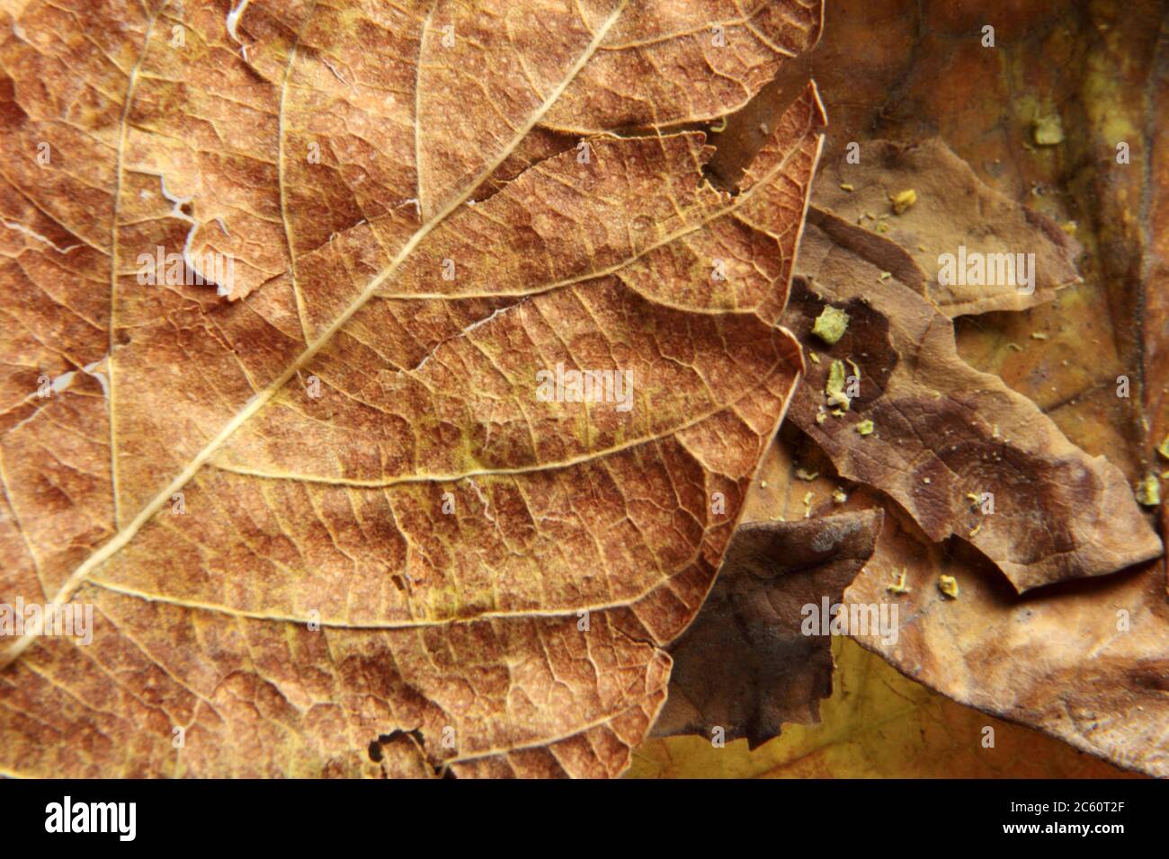 dry autumn leaves Stock Photo - Alamy
