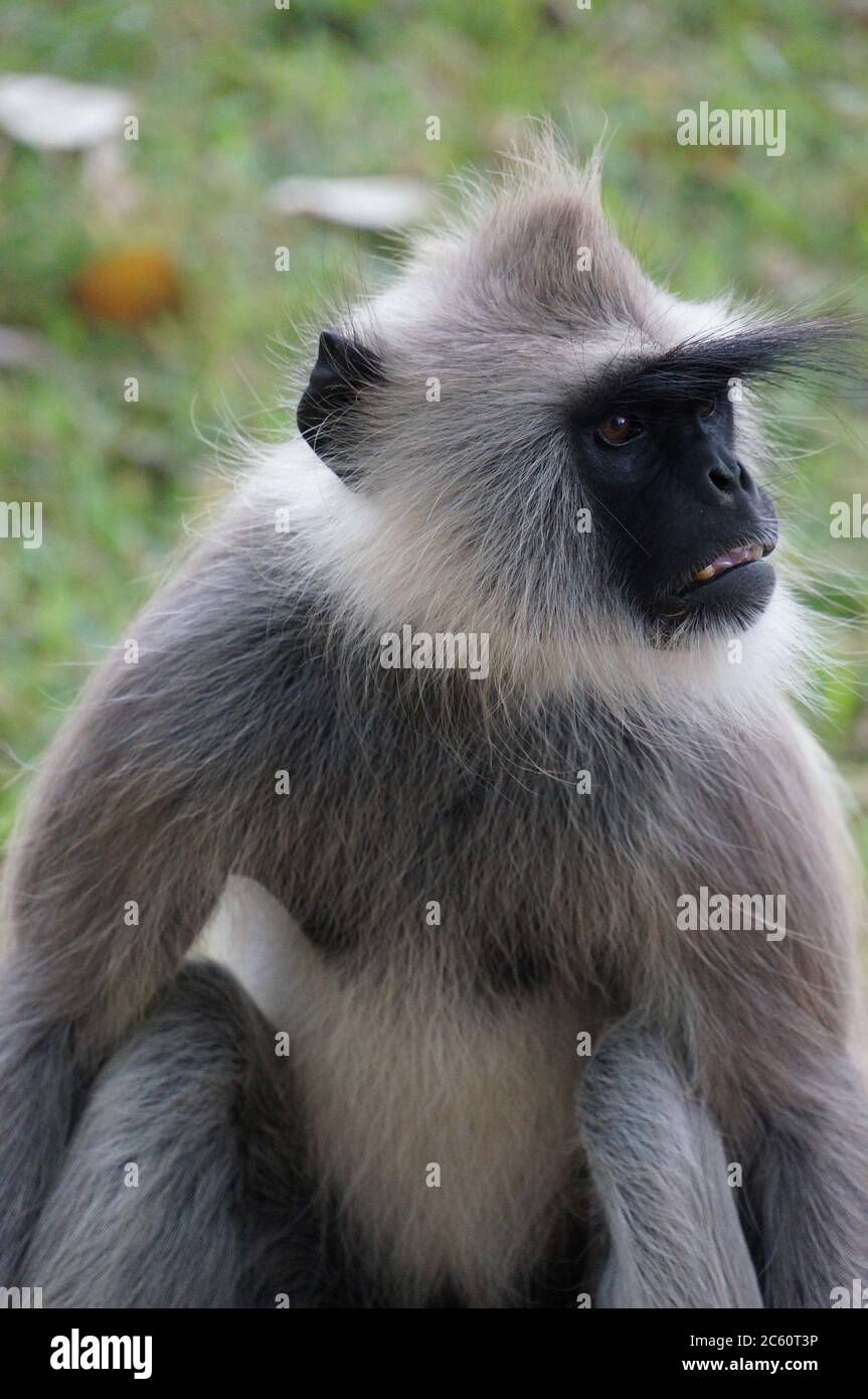Gray Langur angry face Stock Photo - Alamy