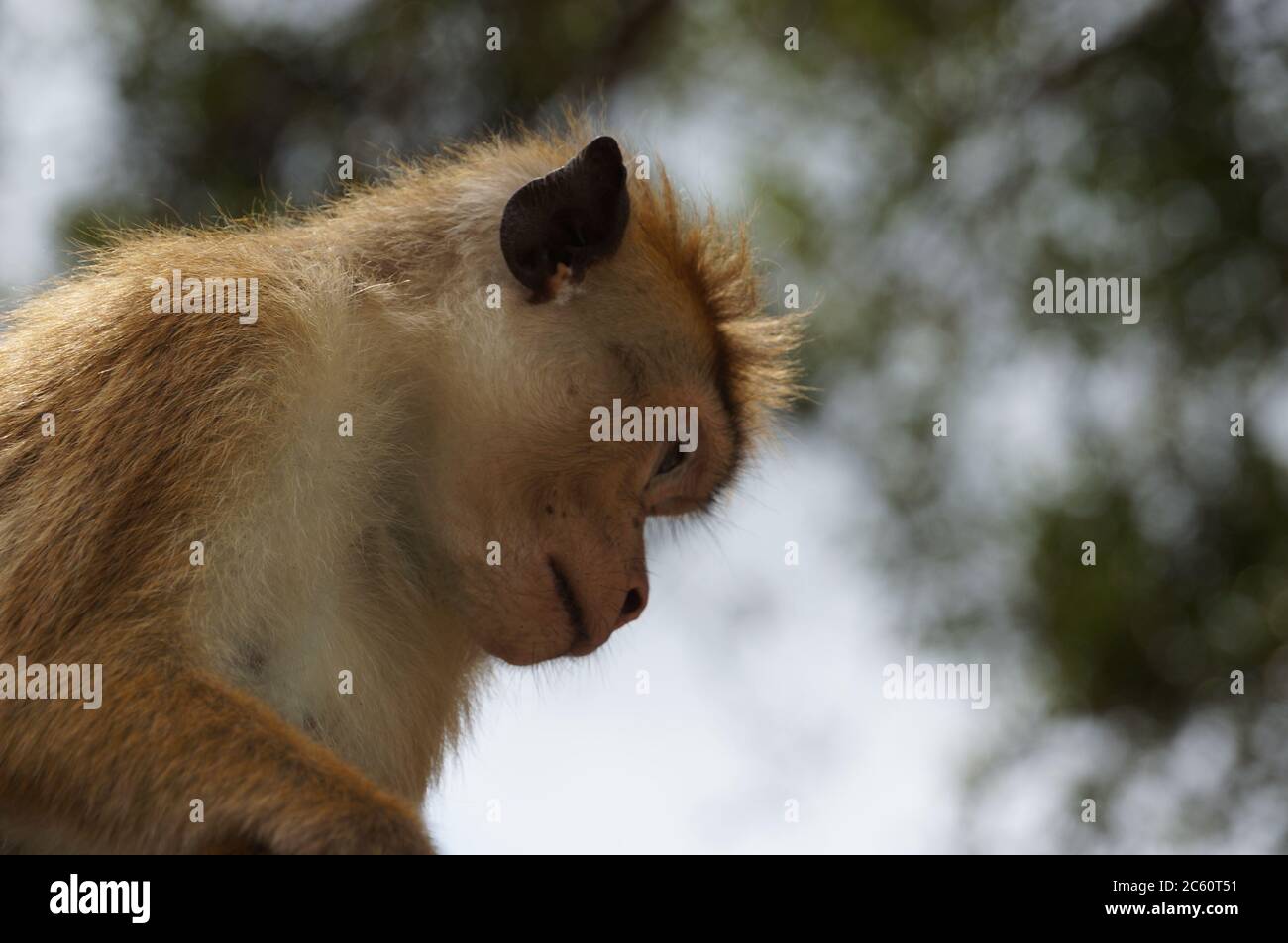 Male toque macaque macaca hi-res stock photography and images - Alamy