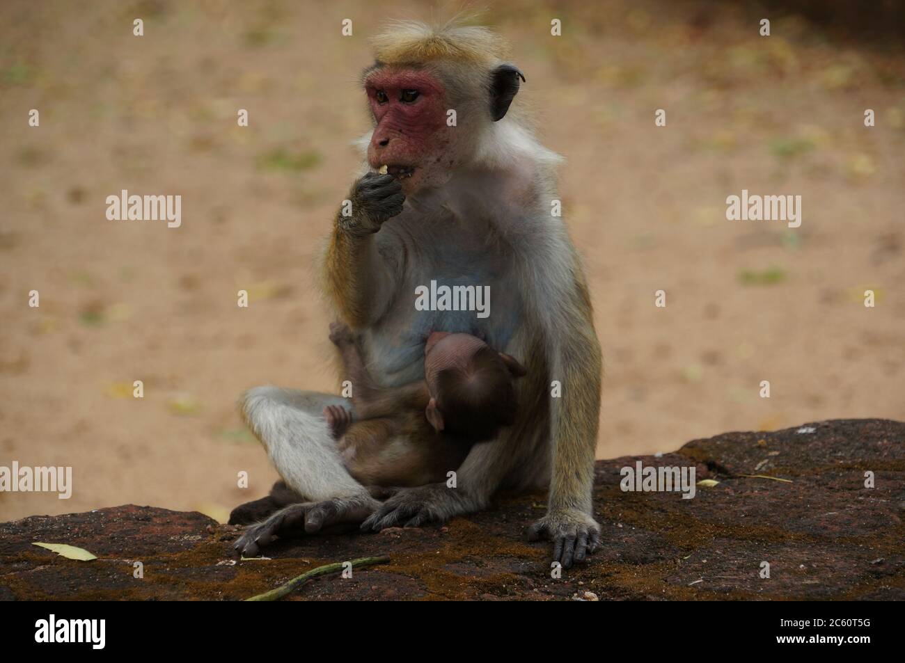 Female Toque Macaque with baby eating and feeding Stock Photo - Alamy