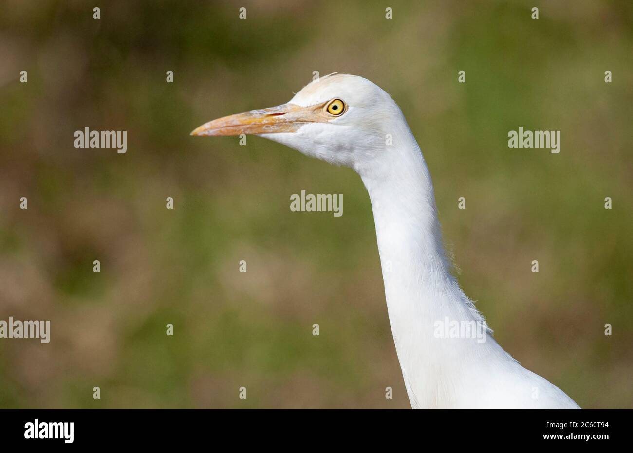 Eastern Cattle Egret (Bubulcus coromandus) walking in rural field ...