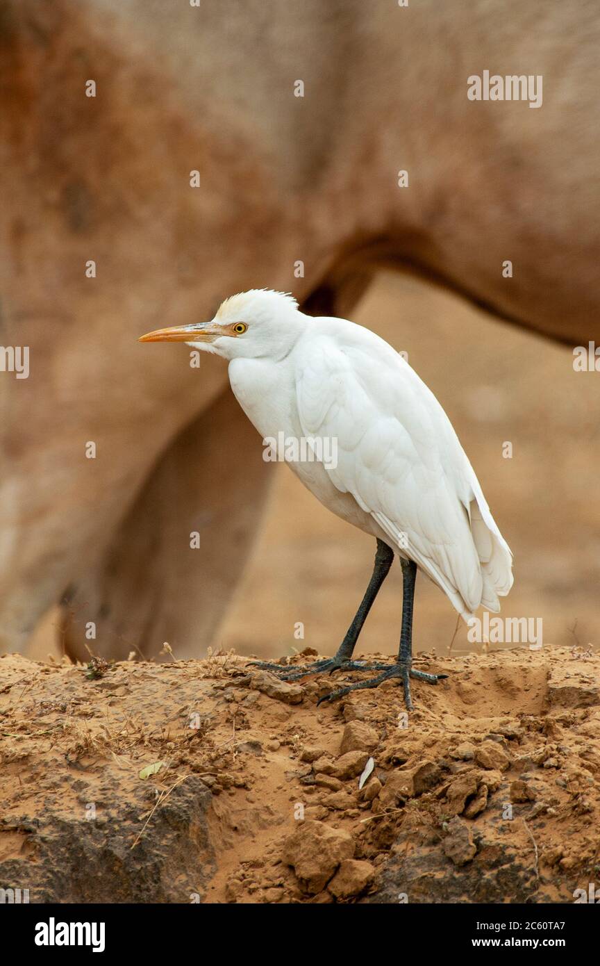 Eastern Cattle Egret (Bubulcus coromandus) standing on a low dike in ...