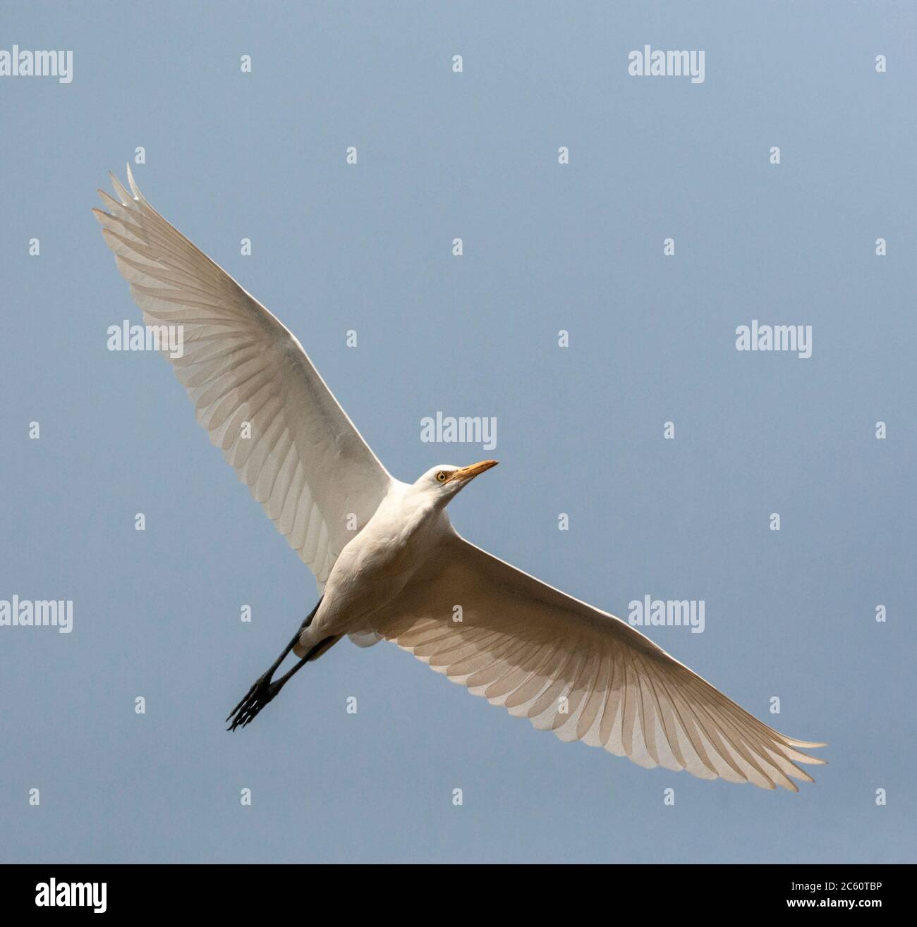 Eastern Cattle Egret (Bubulcus coromandus) in flight, seen from below ...