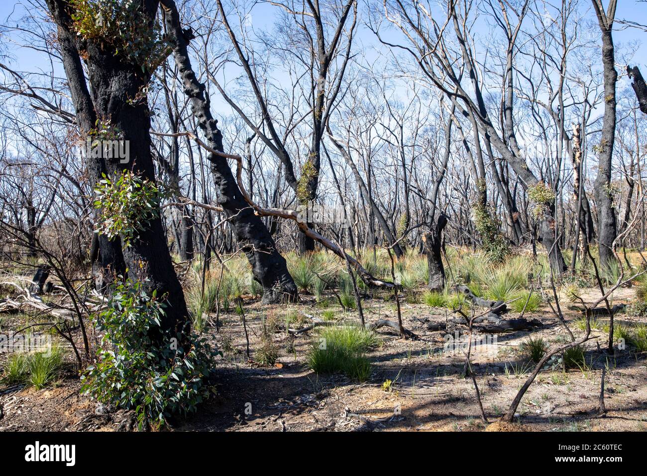 Australian 2020 bushfires damaged large parts of the blue mountains ...