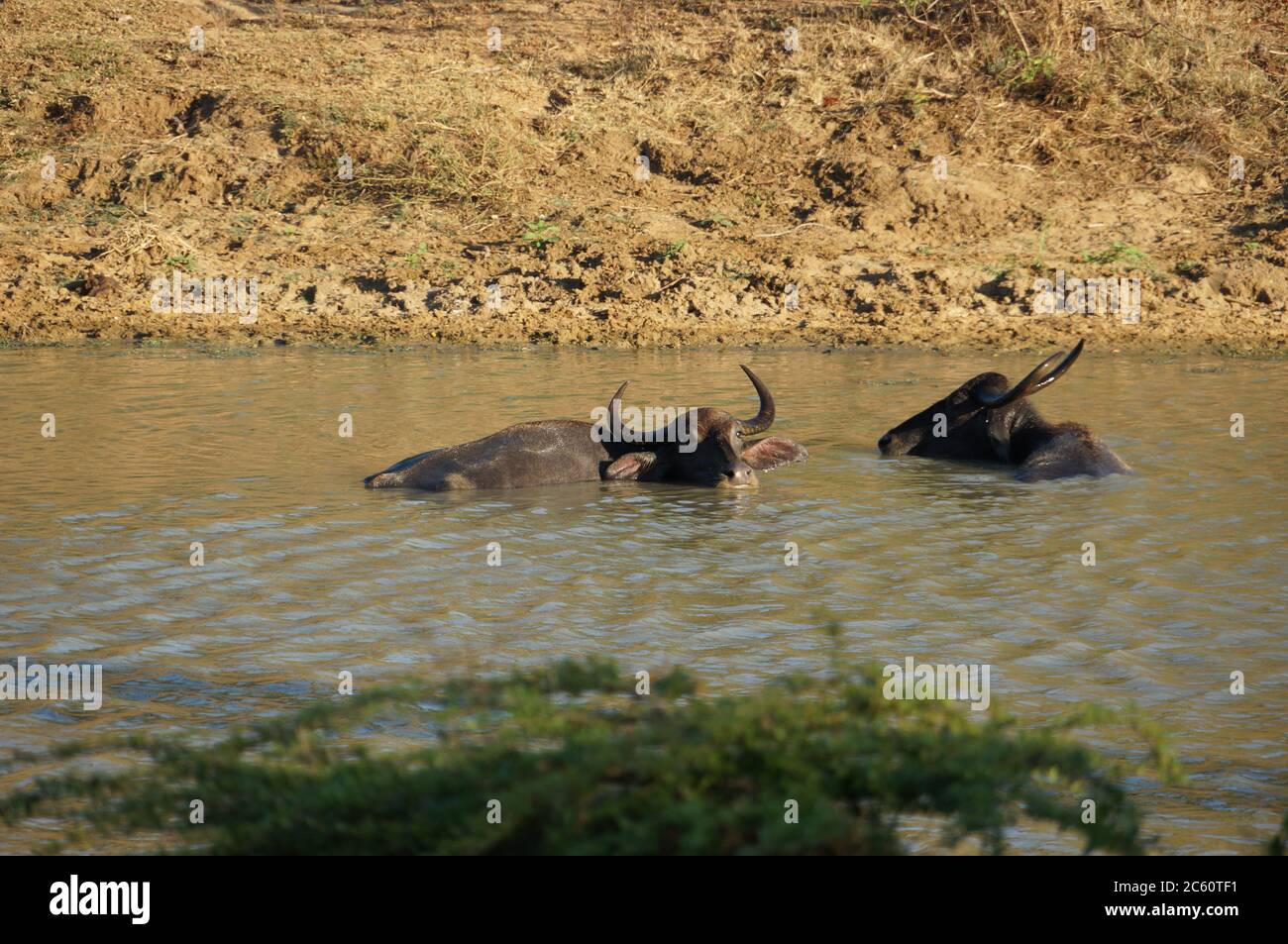 Bathing water buffalo hi-res stock photography and images - Alamy
