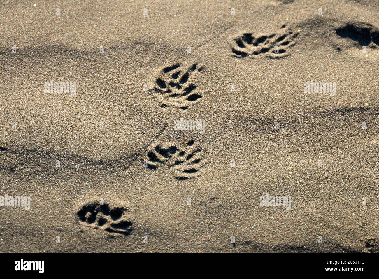 Animal tracks in sand dunes near Himatangi Beach, Manawatu, North ...