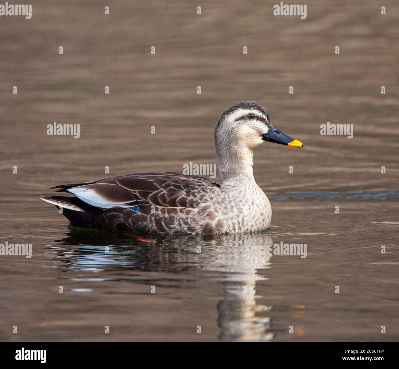 Wintering Eastern Spot-billed Duck (Anas zonorhyncha), also known as ...