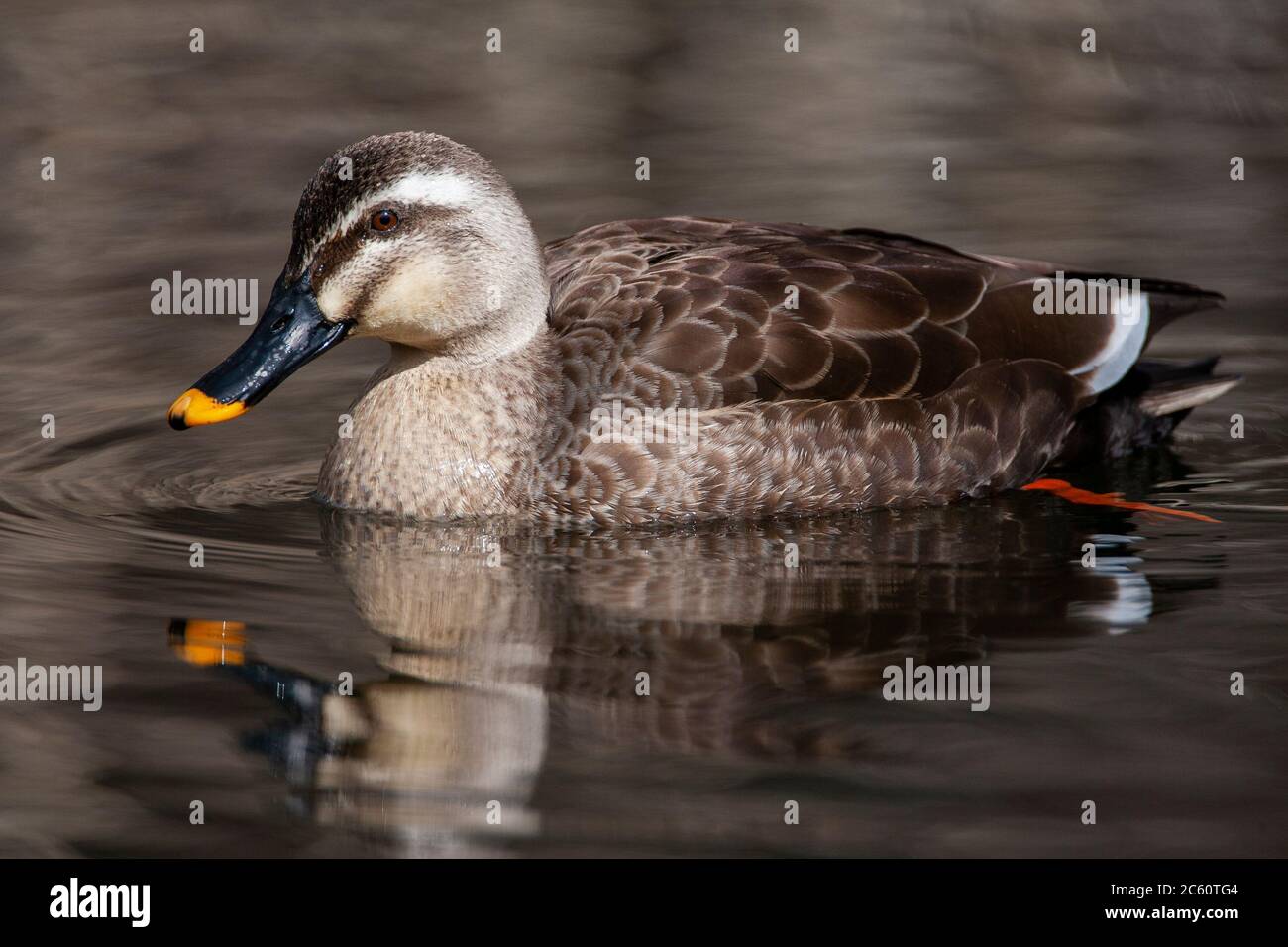 Wintering Eastern Spot-billed Duck (Anas zonorhyncha), also known as ...