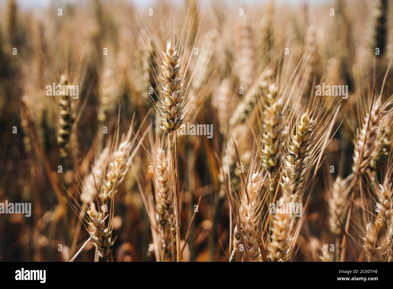 Yellow grain ready for harvest growing in a farm field Stock Photo - Alamy