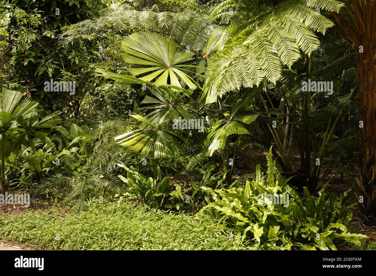 Australian fan palm licuala hi-res stock photography and images - Alamy