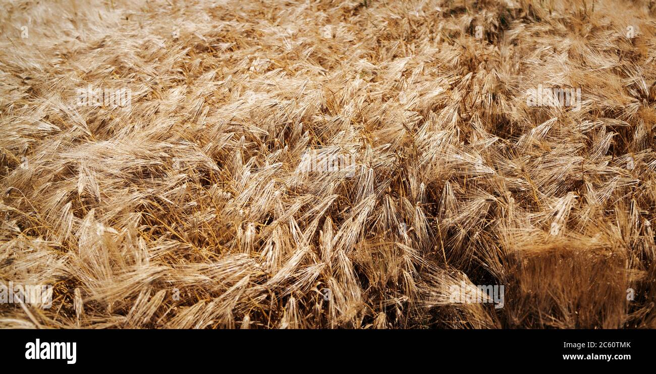 Yellow grain ready for harvest growing in a farm field Stock Photo - Alamy