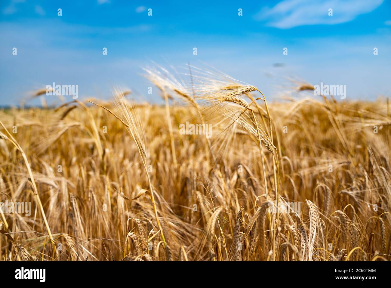 Yellow grain ready for harvest growing in a farm field Stock Photo - Alamy
