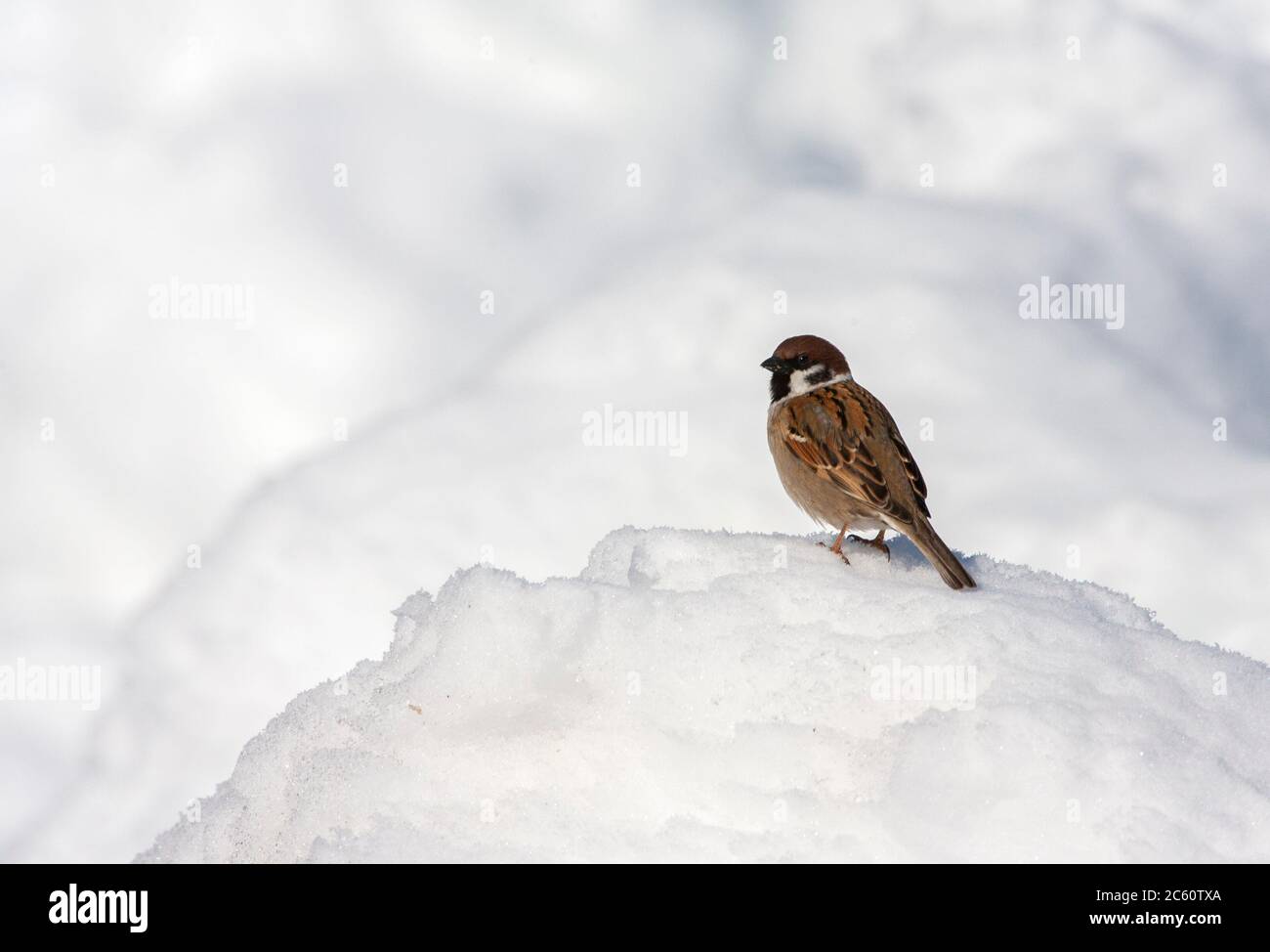 Passer montanus saturatus hi-res stock photography and images - Alamy