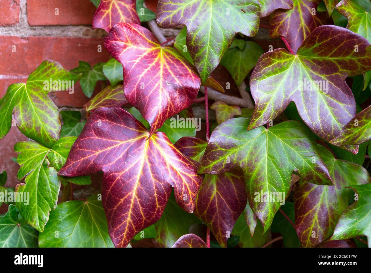 Red ivy building hi-res stock photography and images - Alamy
