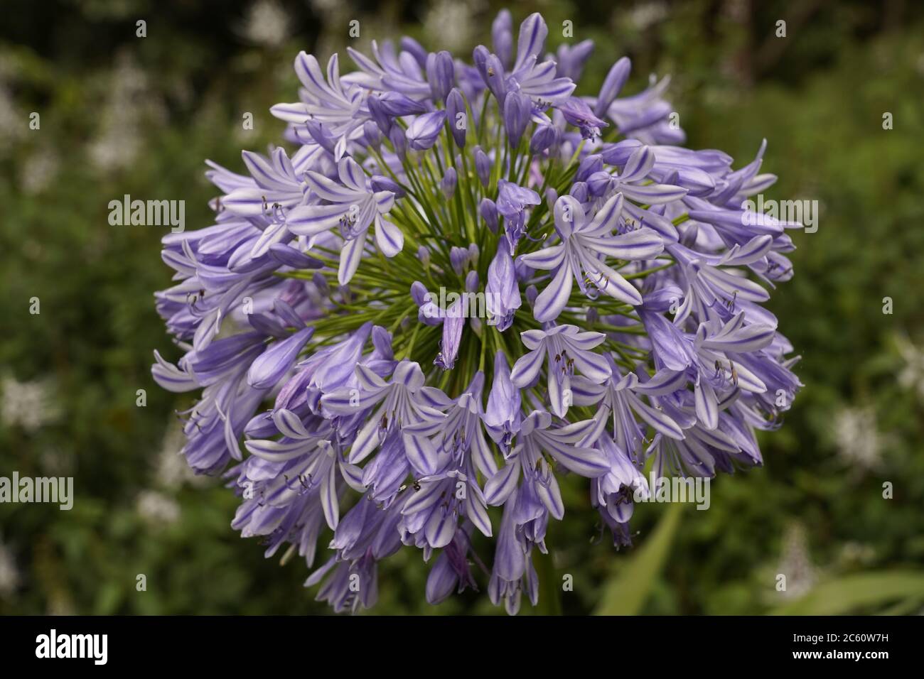 African Lily 'Purple Star' blooming in Australian gardens Stock Photo ...