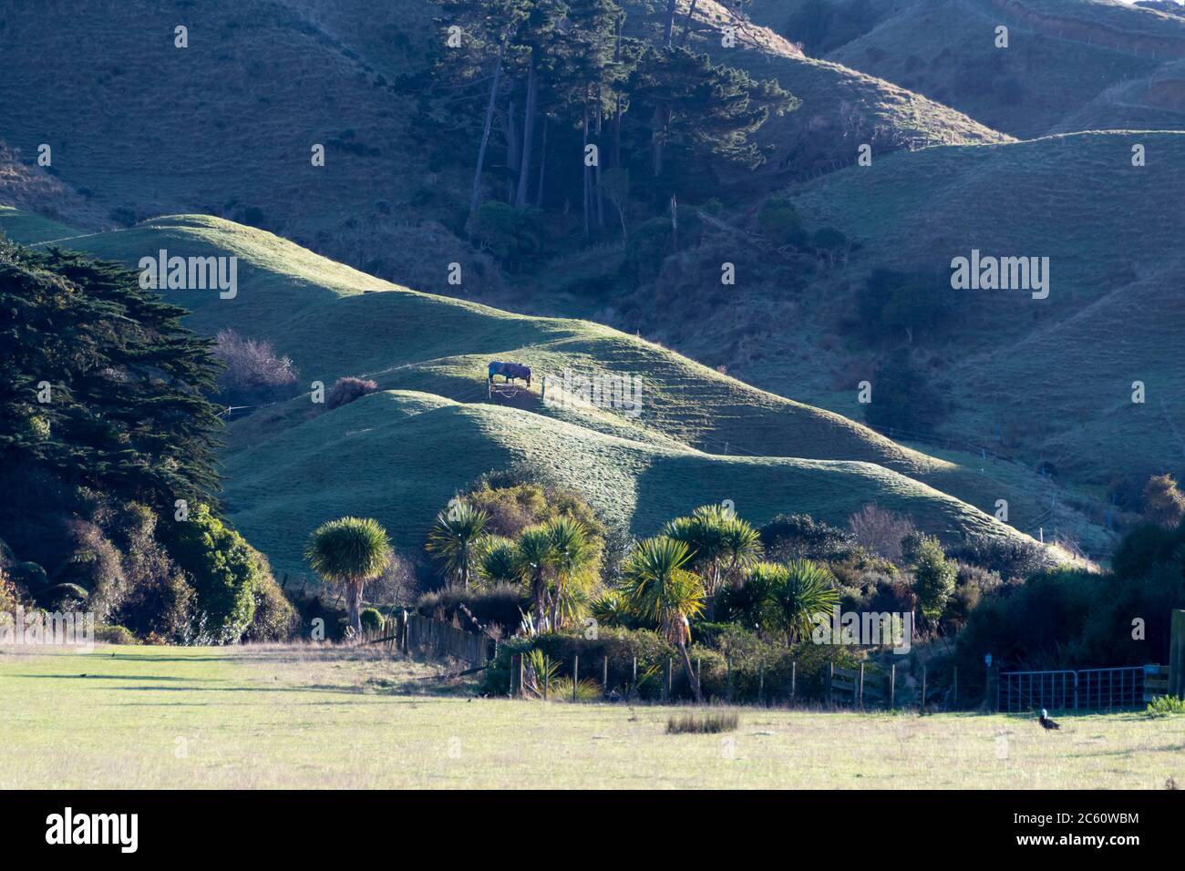 Rolling hills, farmland, early morning, Battle Hill Regional Park, near ...
