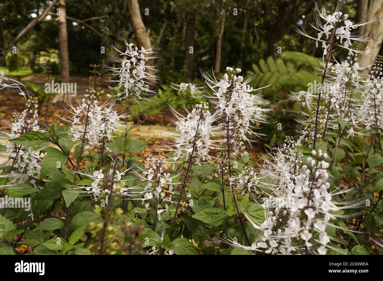 spiky white flowers in full bloom, Queensland , Australia Stock Photo ...