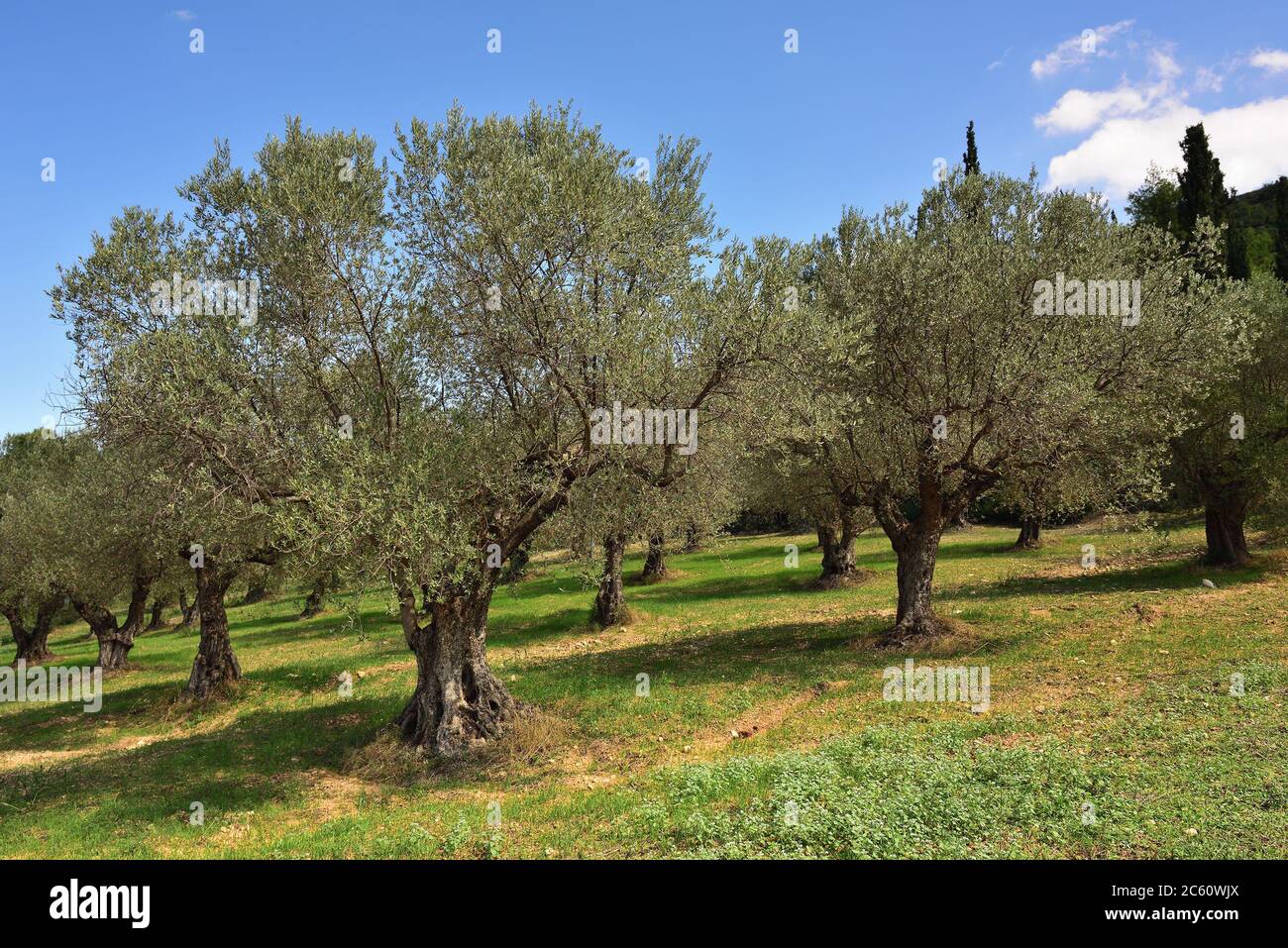 Idyllic rural landscape with olives trees and cypress on background ...