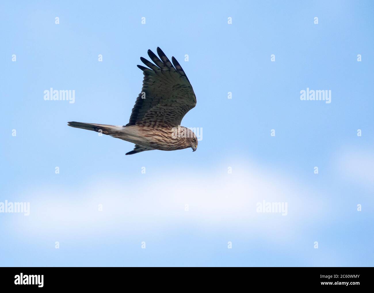 Swamp harrier hi-res stock photography and images - Alamy