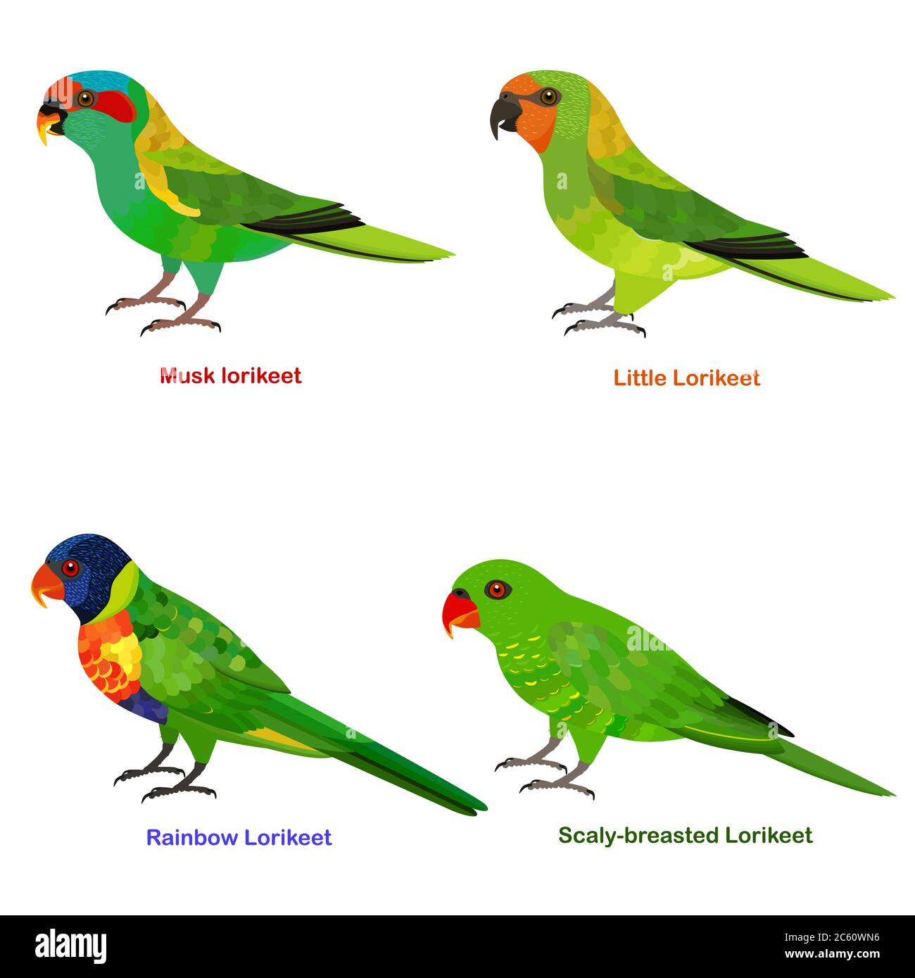 Australian lorikeet Cut Out Stock Images & Pictures - Alamy
