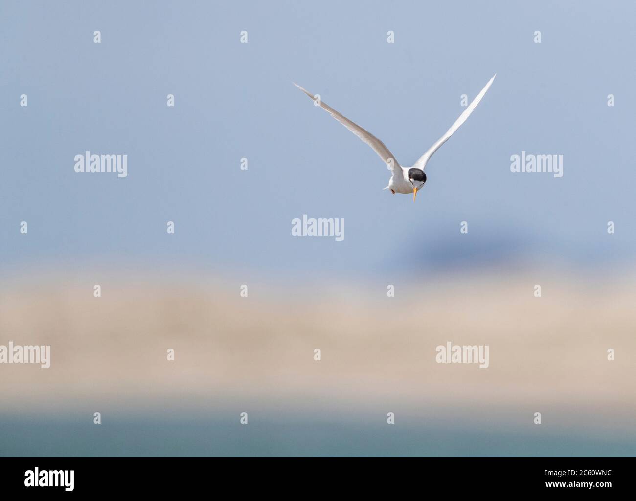 Fairy tern new zealand hi-res stock photography and images - Alamy