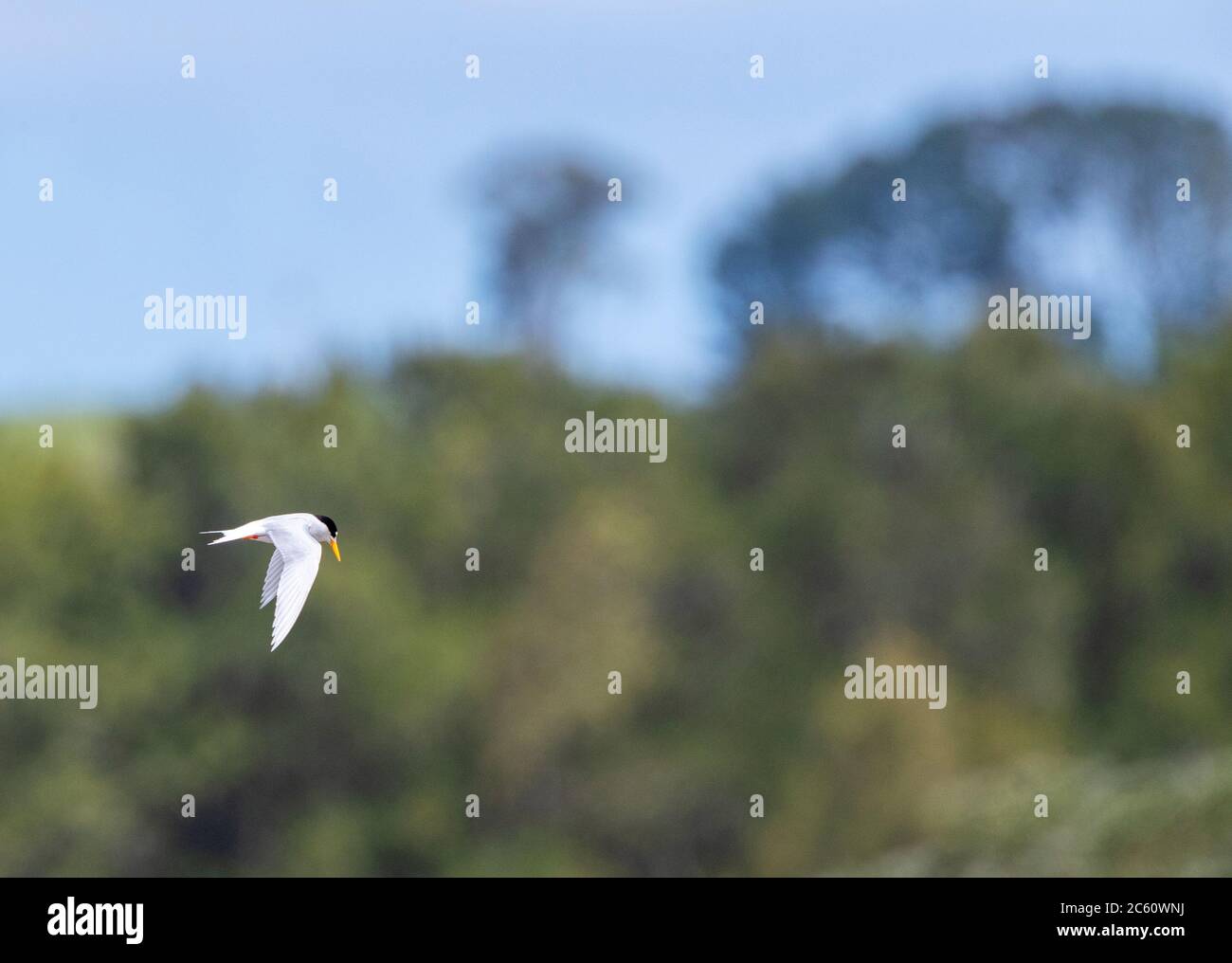 Fairy Tern (Sternula nereis davisae), an endangered subspecies from New ...