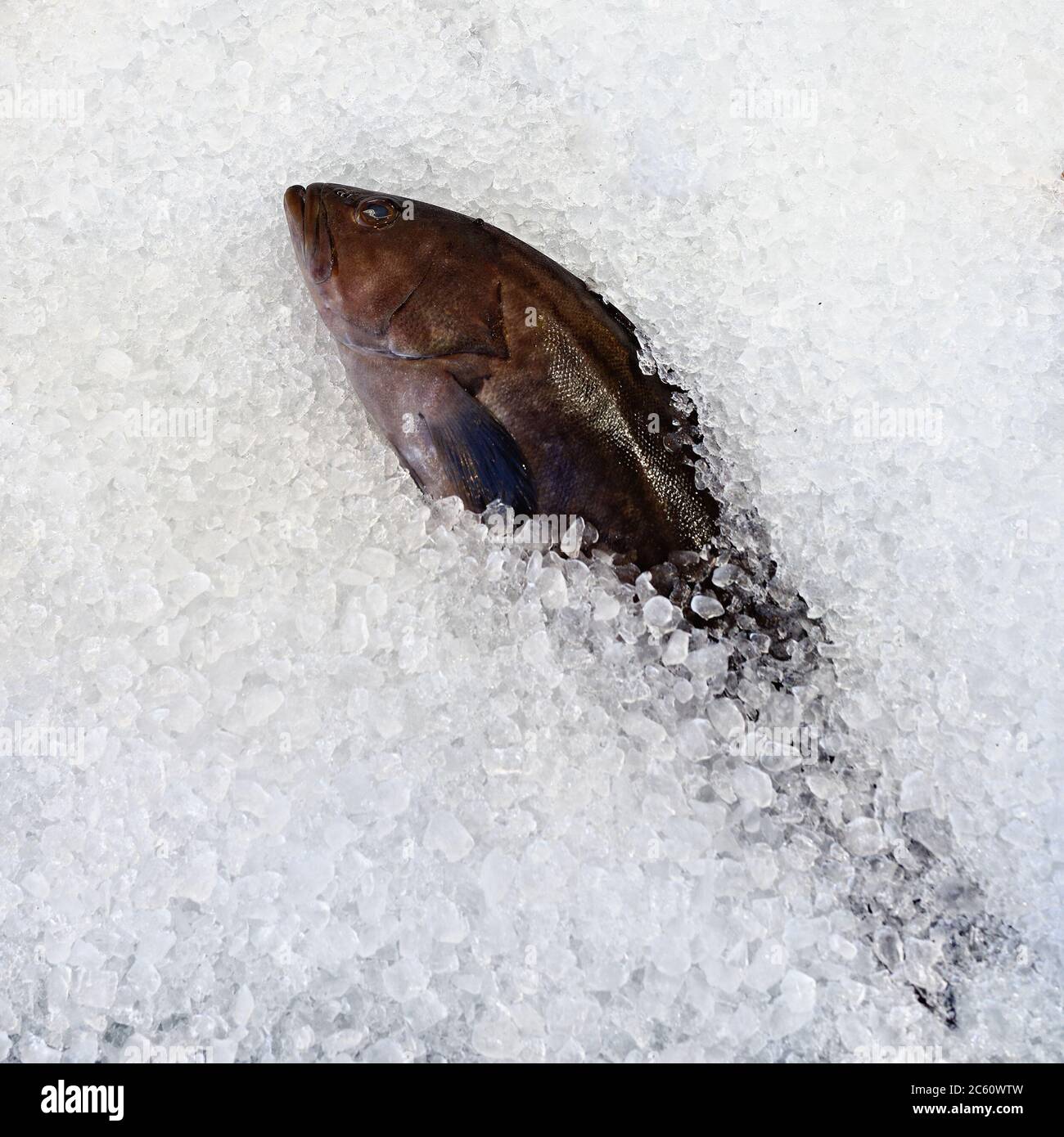 Mediterranean fish market, fresh fish on ice Stock Photo - Alamy