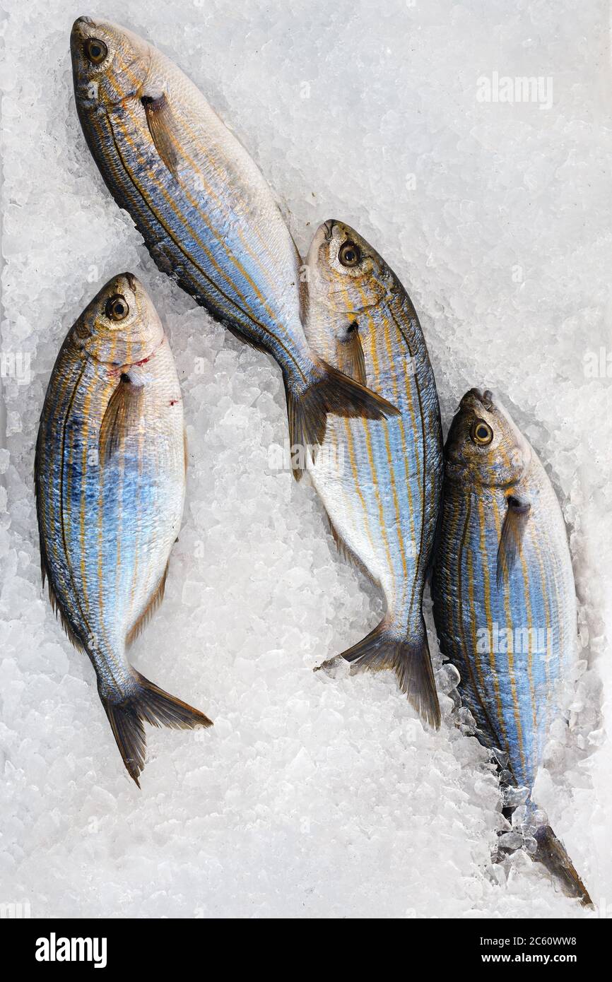 Mediterranean fish market, fresh Sea Bass on ice Stock Photo - Alamy