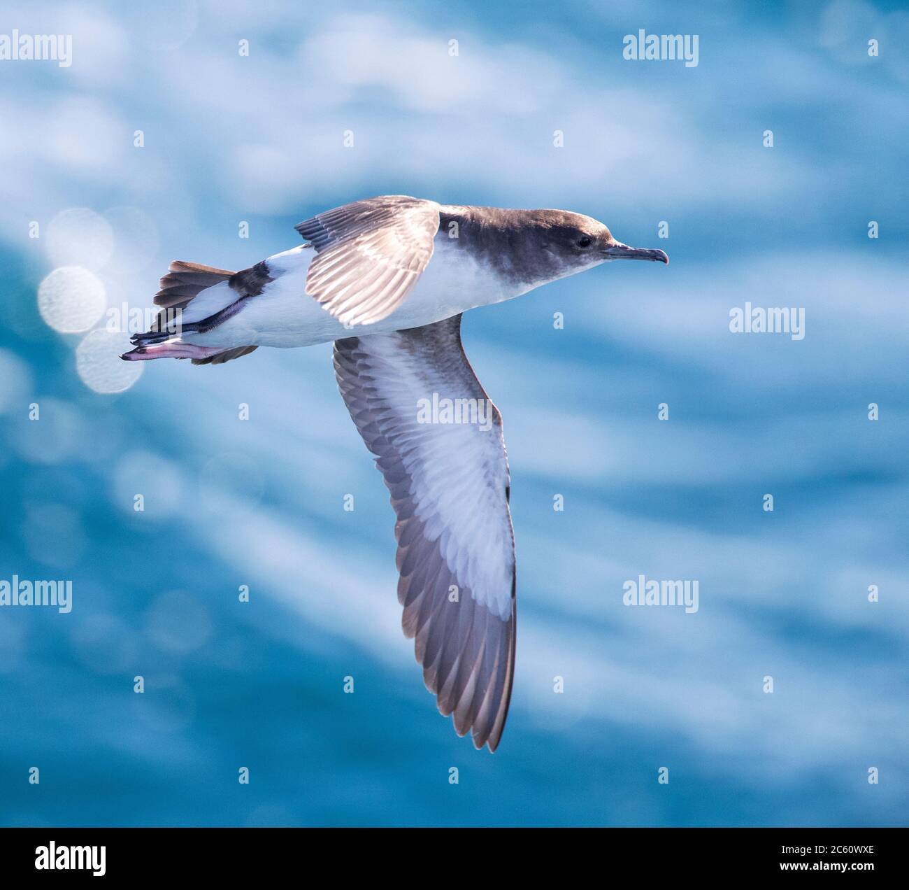 Endemic Fluttering Shearwater (Puffinus gavia) off the coast of New ...