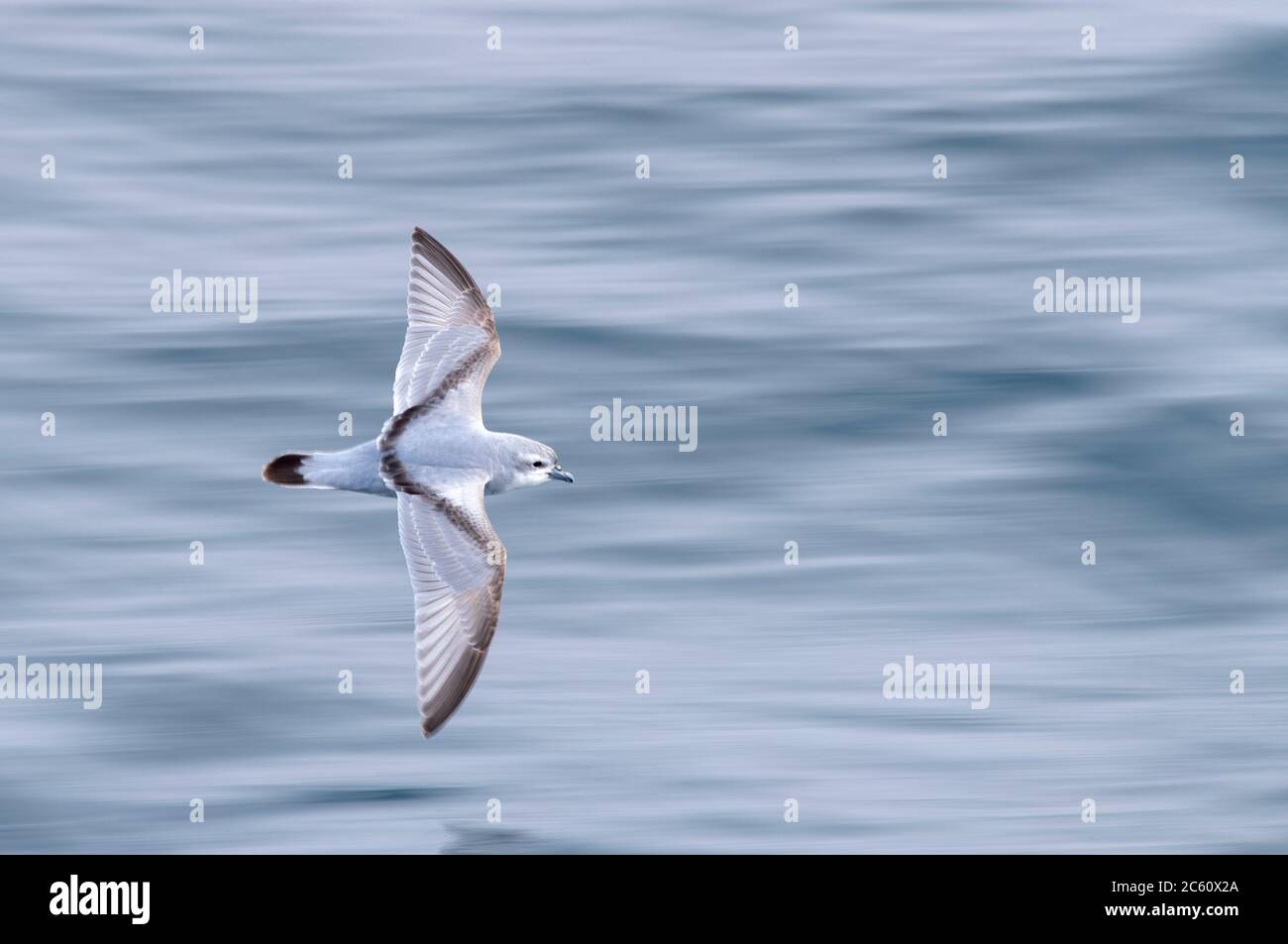 Fulmar Prion (Pachyptila crassirostris) in flight, seen from above ...