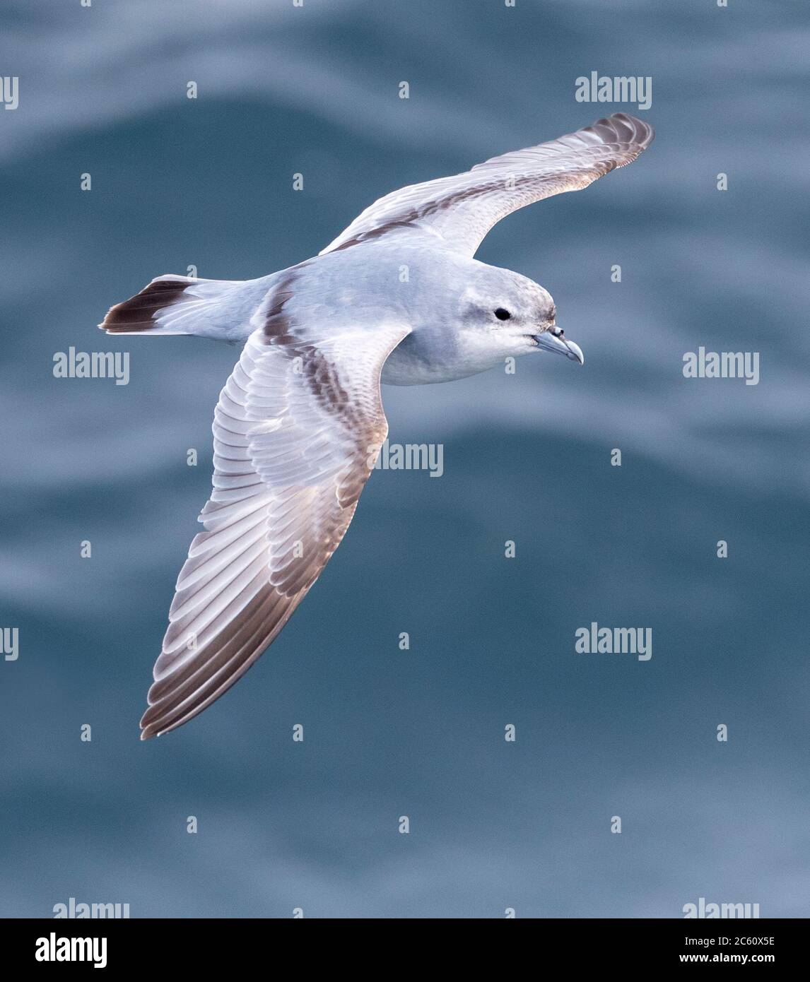 Fulmar prion hi-res stock photography and images - Alamy