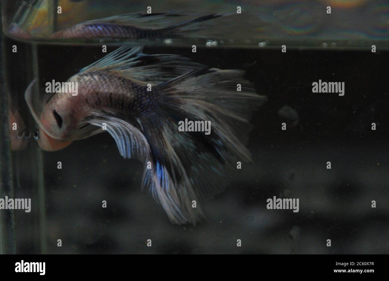 betta fish swimming Stock Photo - Alamy