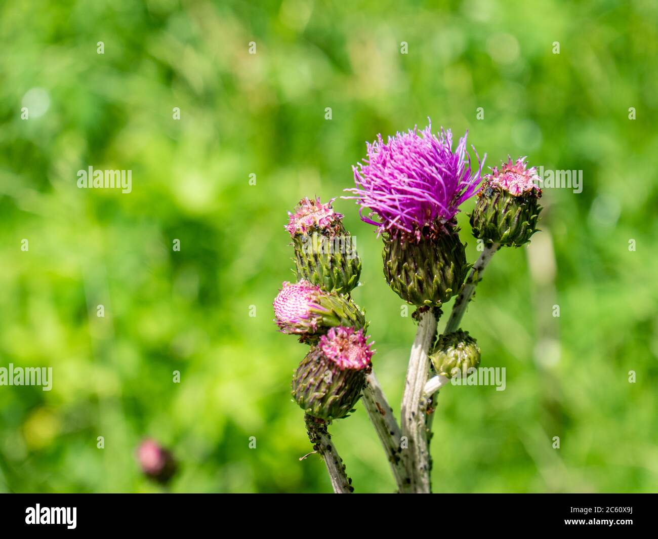 Common thistle thistle Cirsium vulgareim Stock Photo - Alamy