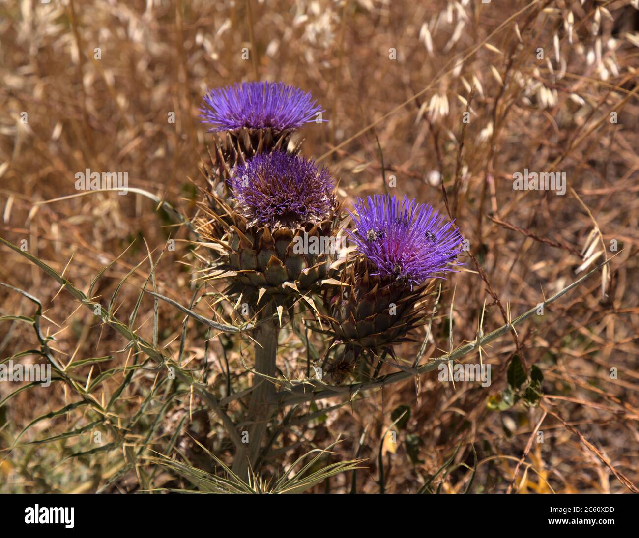 Unopened artichoke flower bud growing hi-res stock photography and ...