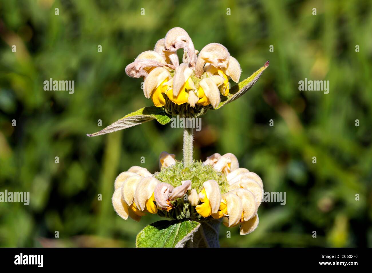 Phlomis russeliana a yellow springtime summer flower plant commonly ...
