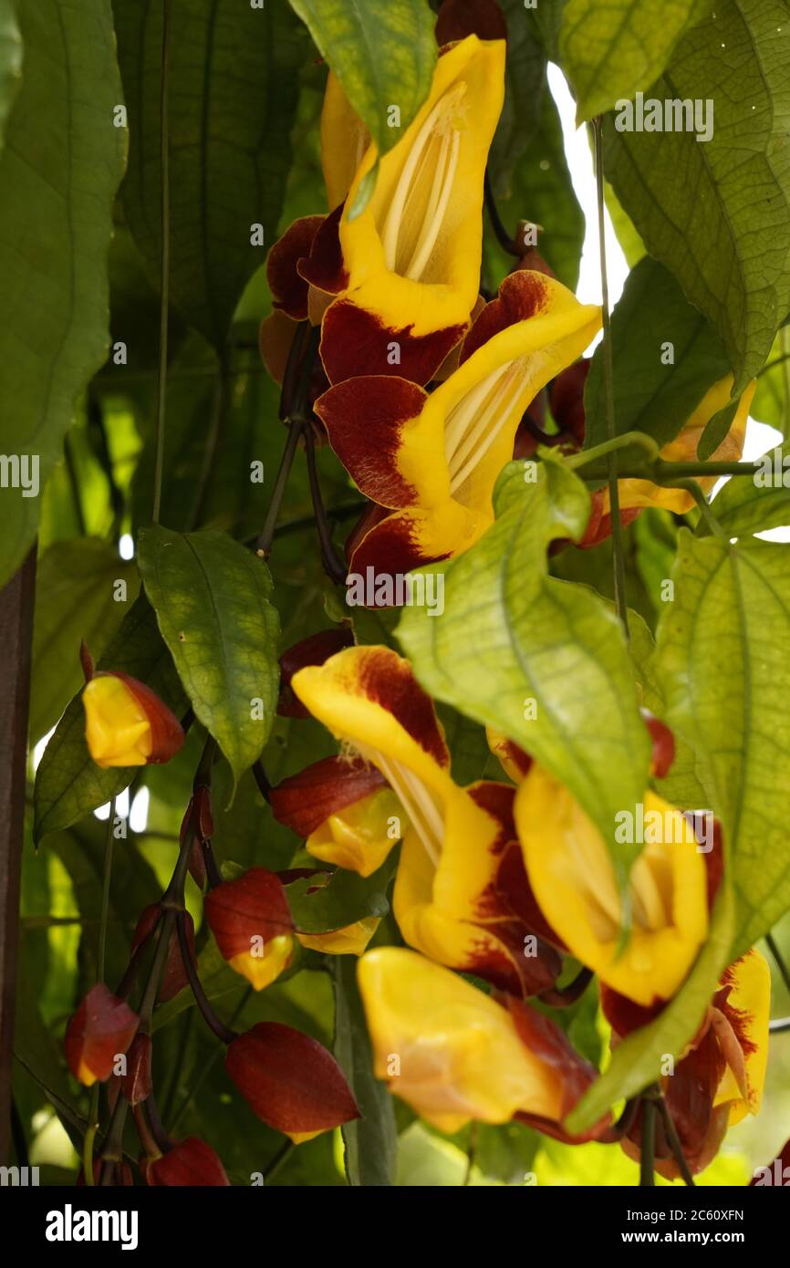 bright yellow lily flowers with leaves Stock Photo - Alamy