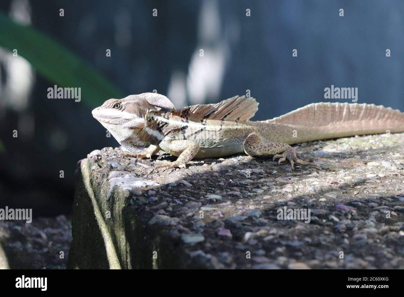 Costa rica gecko hi-res stock photography and images - Alamy