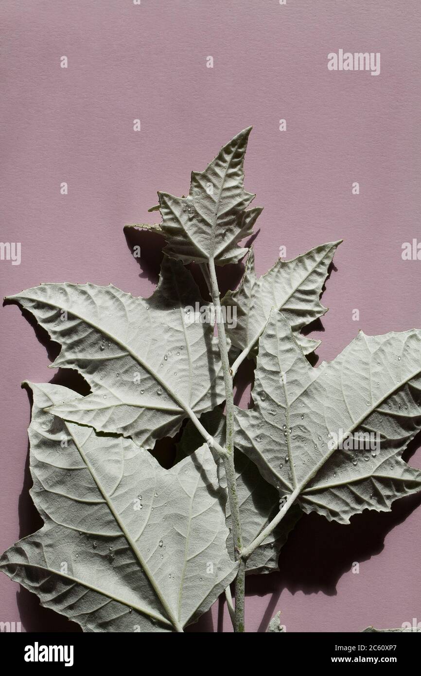 Beautiful incredible silver poplar leaf with deep shadow on pink ...