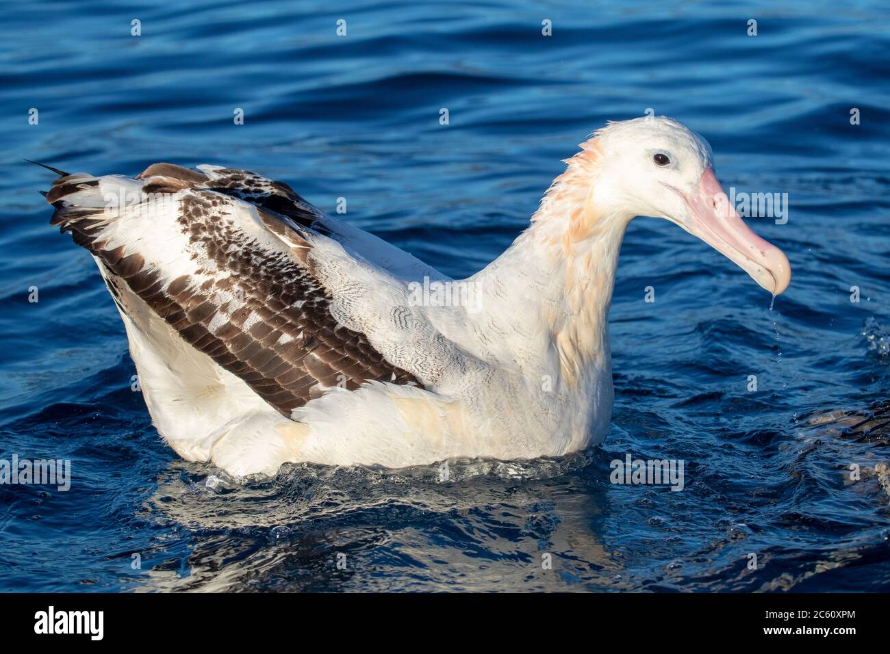 Adult Gibson's Albatross (Diomedea gibsoni) swimming offshore Kaikoura ...