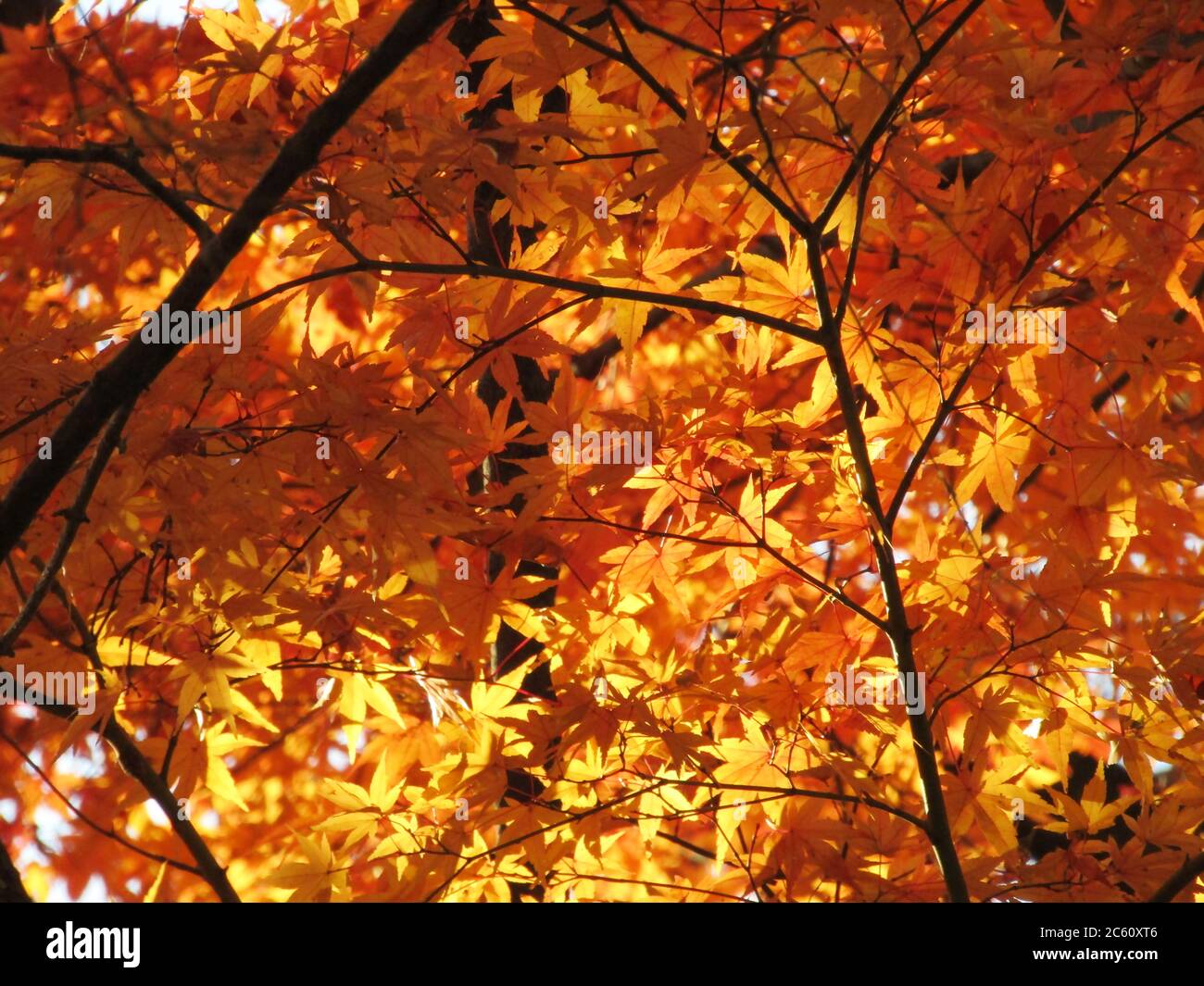 Japanese maple / Autumn leaves Stock Photo - Alamy