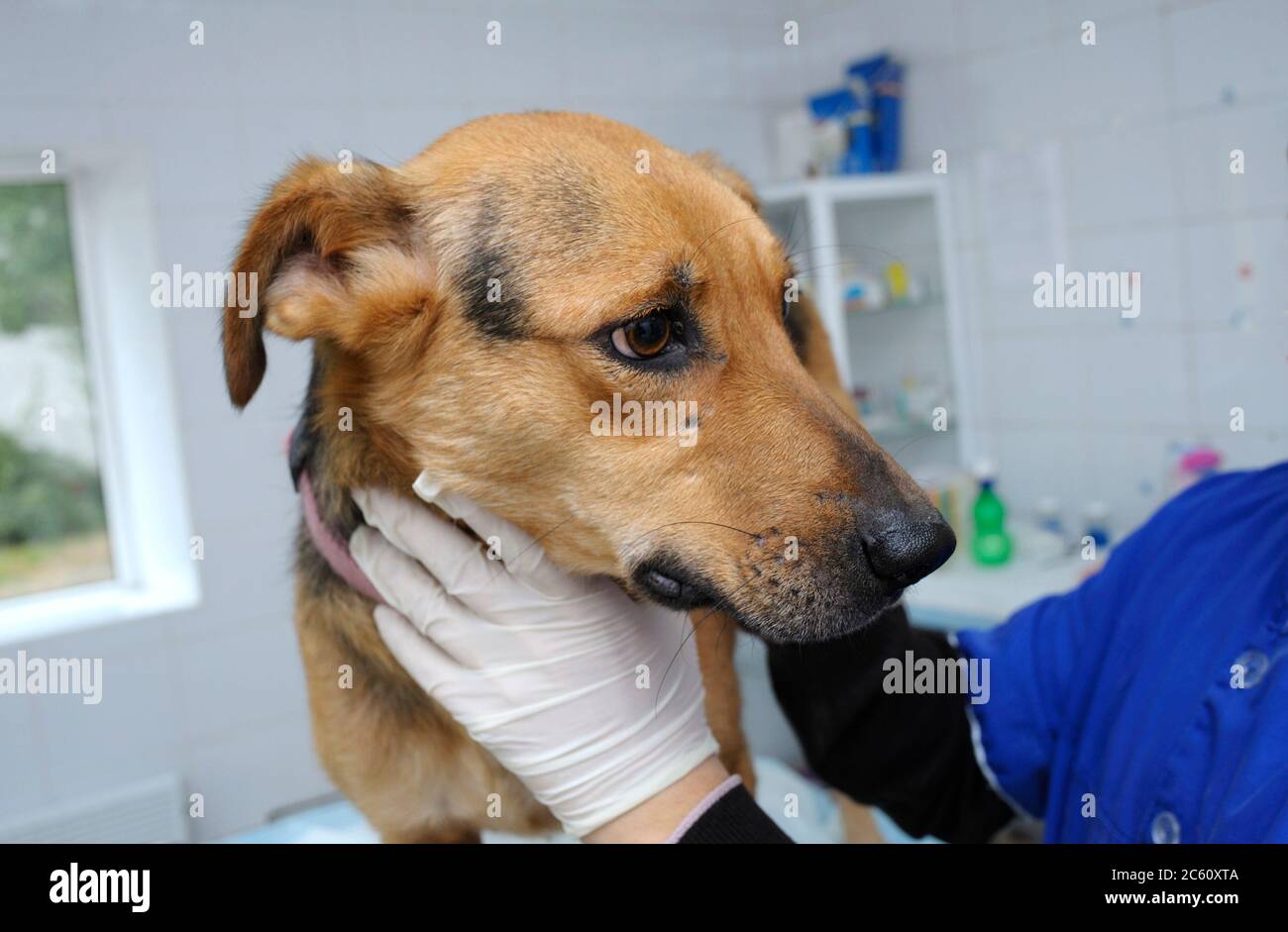 At the veterinary office. Veterinarian vetting stray dog using ...