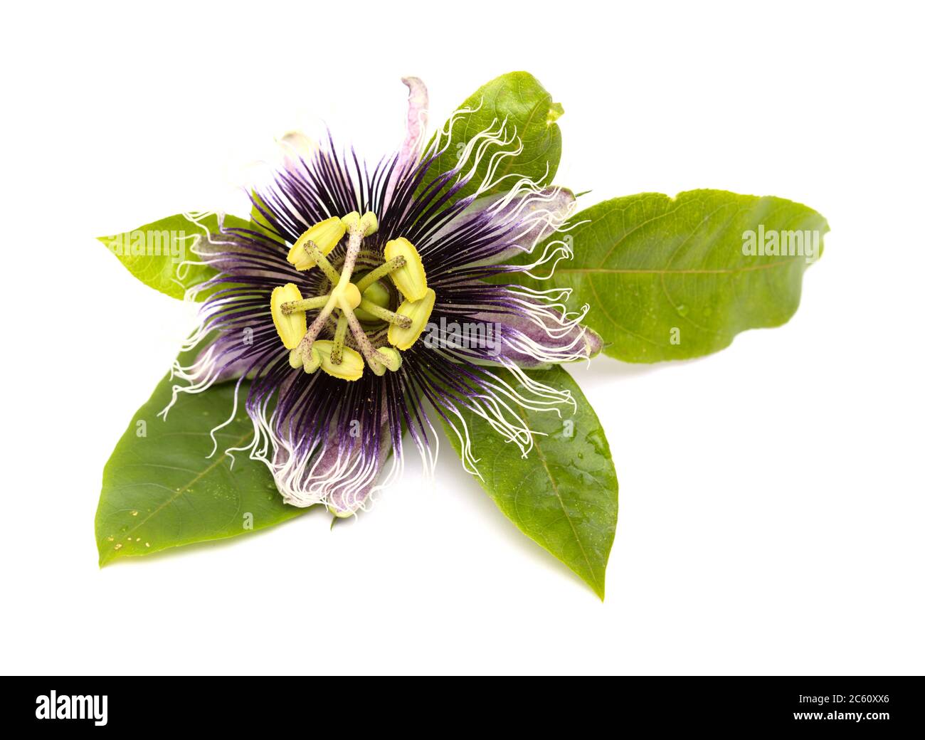 Passiflora flower with leaves isolated on white background Stock Photo ...