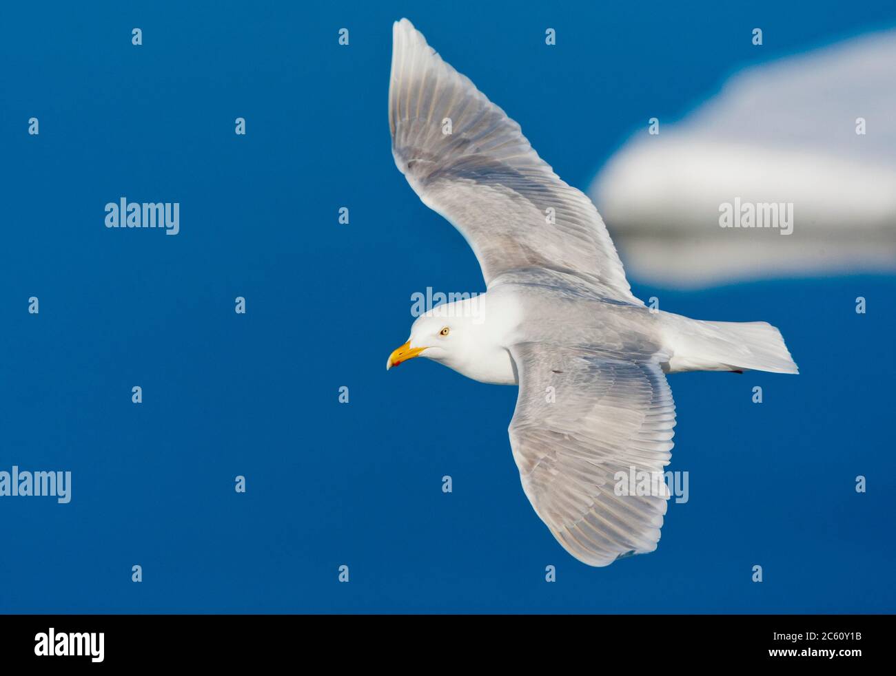 Adult Glaucous Gull (Larus hyperboreus) flying above the ocean near the ...