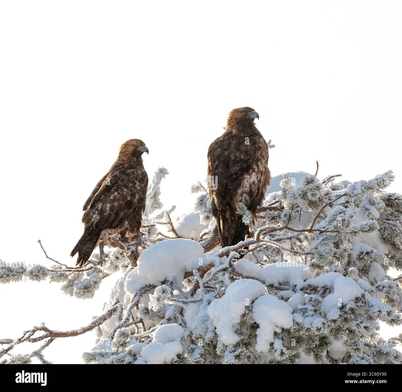 Bald Eagle Taiga Biome